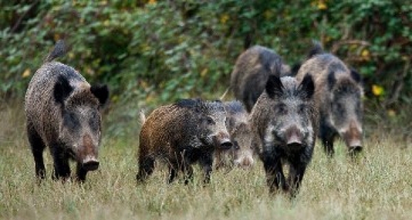 ΜΕΤΡΑ ΠΡΟΛΗΨΗΣ ΓΙΑ ΤΗΝ ΑΦΡΙΚΑΝΙΚΗ ΠΑΝΩΛΗ ΑΠΟ ΤΟ ΔΑΣΑΡΧΕΙΟ ΛΑΓΚΑΔΑ